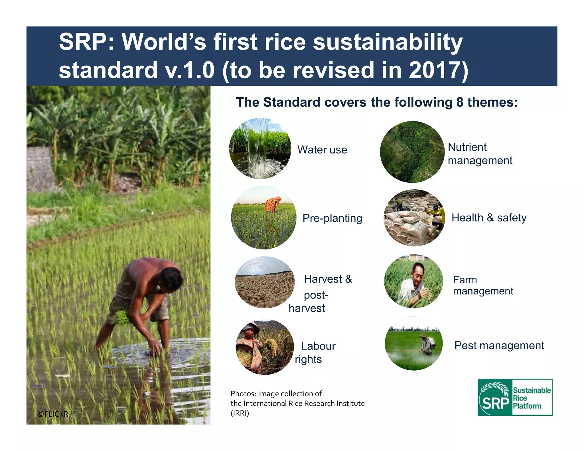 Transforming Rice Value Chains: The Sustainable Rice Platform (SRP) | PDF