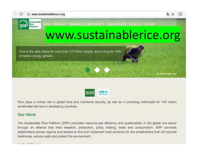 Transforming Rice Value Chains: The Sustainable Rice Platform (SRP) | PDF