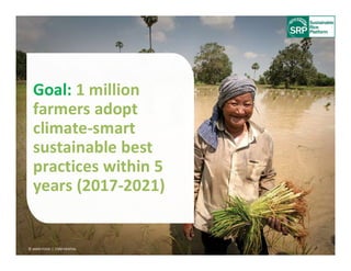 Transforming Rice Value Chains: The Sustainable Rice Platform (SRP) | PDF