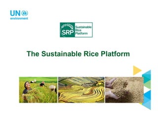 Transforming Rice Value Chains: The Sustainable Rice Platform (SRP) | PDF