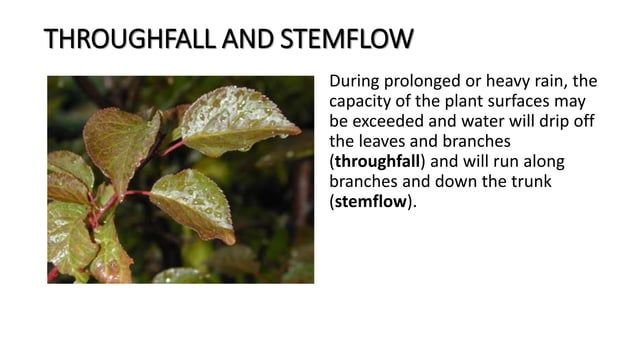 BRIEF REVISION - HYDROLOGY - 03. INTERCEPTION | PPTX