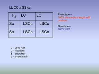 03. multiple alleles | PPT