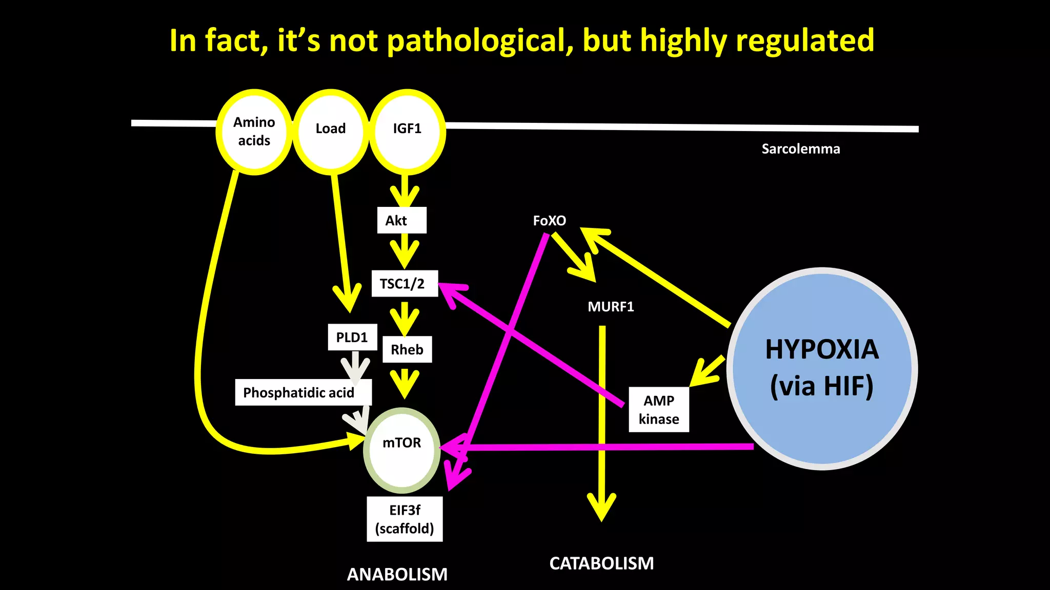 Muscle wasting in ICU: Fat, Feed and Futility | PPTX