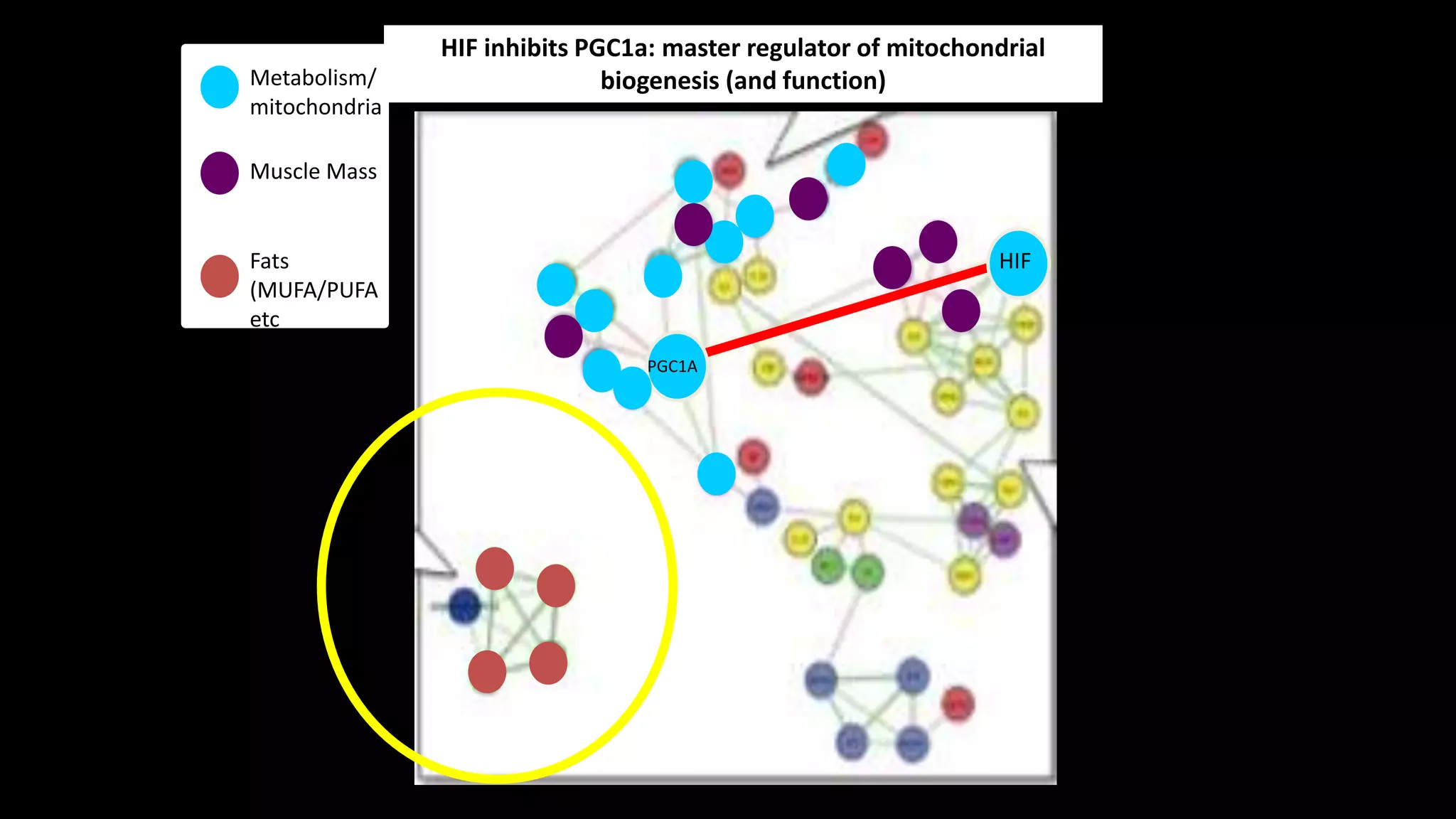 Muscle wasting in ICU: Fat, Feed and Futility | PPTX