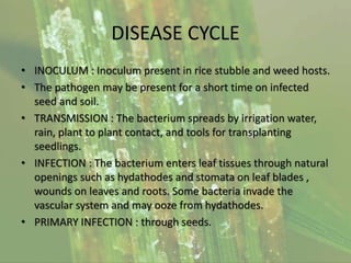 BACTERIAL BLIGHT | PPTX