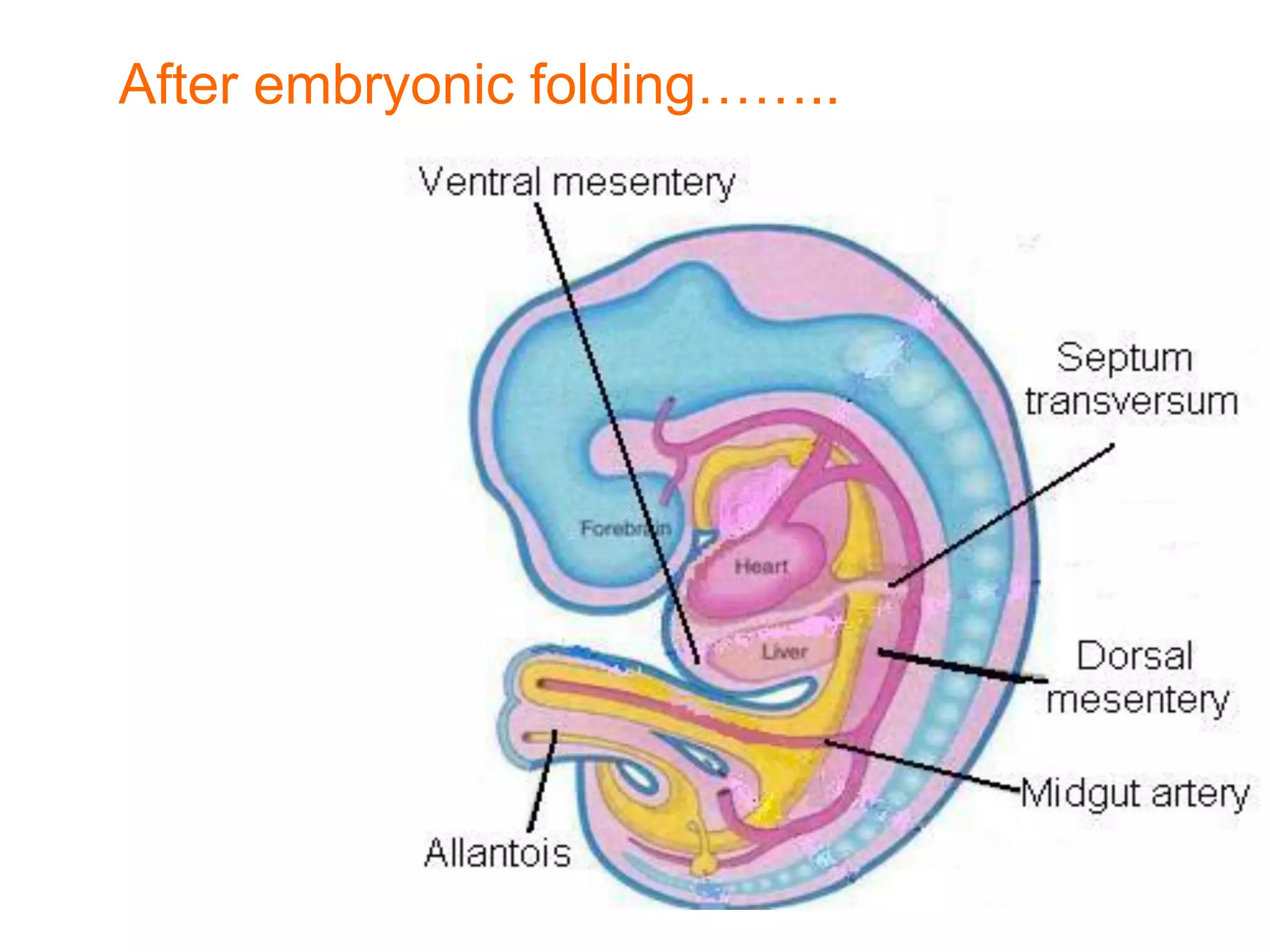 03. Body Cavities, Primitive Mesenteries and Diaphragm.pdf