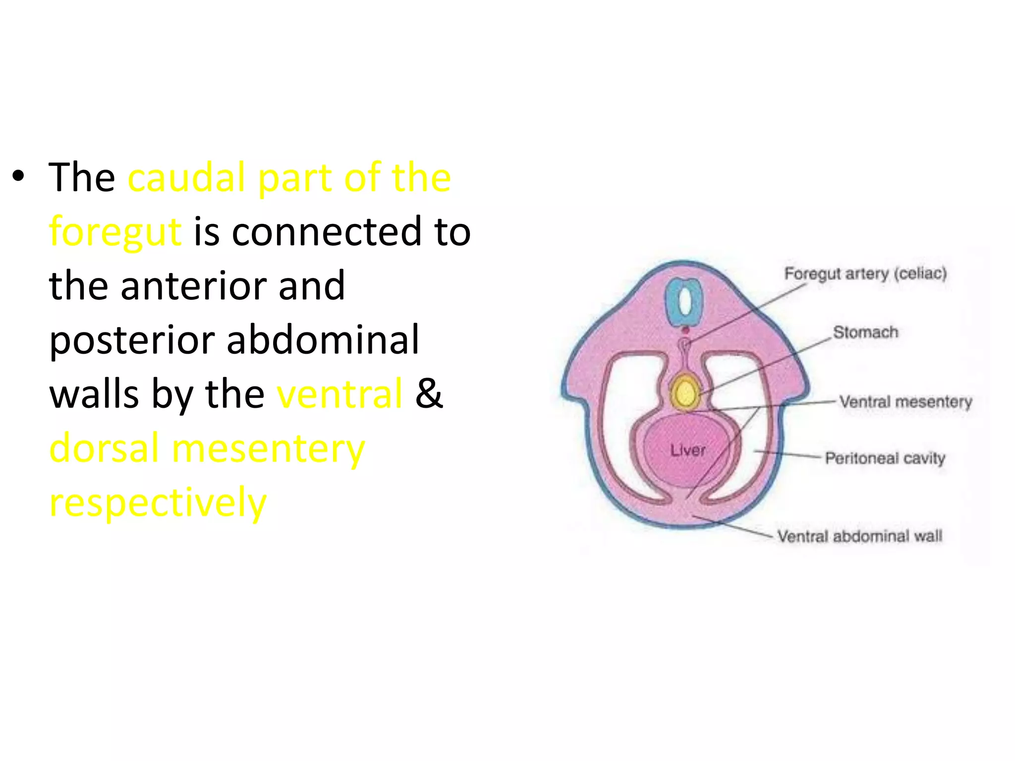 03. Body Cavities, Primitive Mesenteries and Diaphragm.pdf
