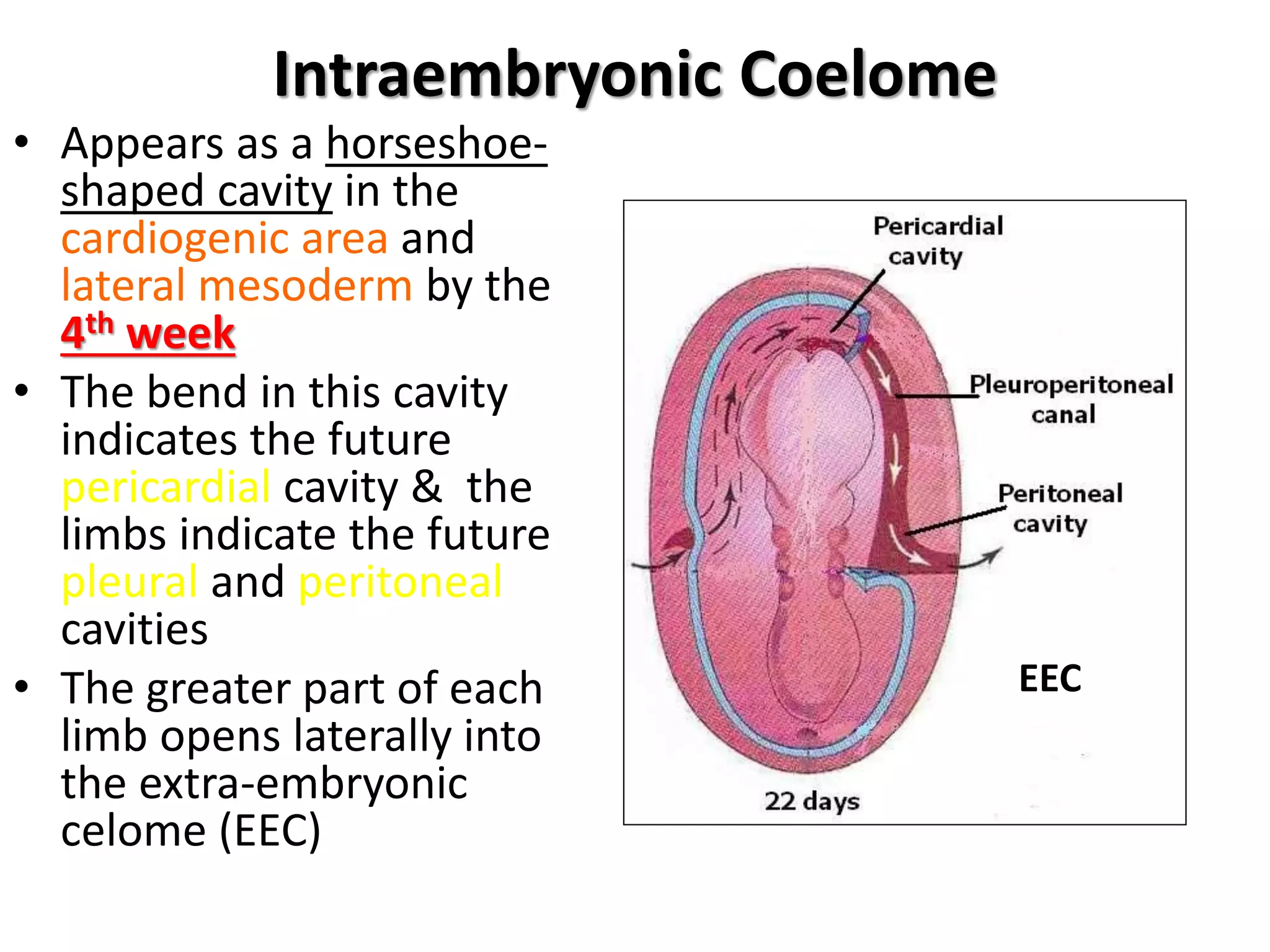 03. Body Cavities, Primitive Mesenteries and Diaphragm.pdf