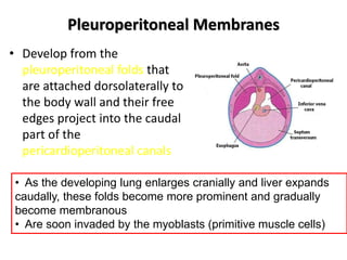 03. Body Cavities, Primitive Mesenteries and Diaphragm.pdf