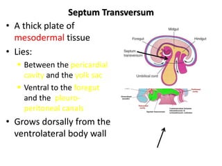 03. Body Cavities, Primitive Mesenteries and Diaphragm.pdf