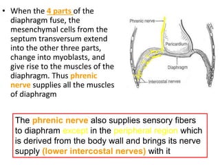 03. Body Cavities, Primitive Mesenteries and Diaphragm.pdf