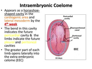 03. Body Cavities, Primitive Mesenteries and Diaphragm.pdf