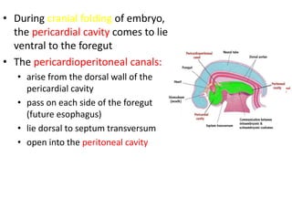 03. Body Cavities, Primitive Mesenteries and Diaphragm.pdf