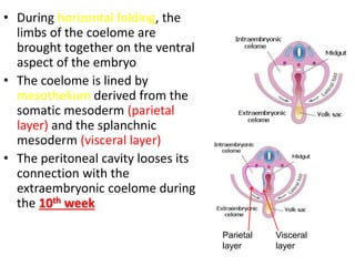 03. Body Cavities, Primitive Mesenteries and Diaphragm.pdf