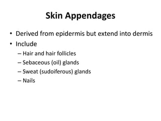 03. Integumentary system_part-1.pptx