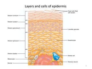 03. Integumentary system_part-1.pptx