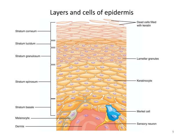 03. Integumentary system_part-1.pptx