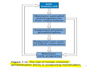Female Reproductive System & hormonal control.pdf