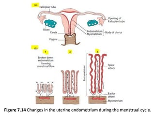 Female Reproductive System & hormonal control.pdf