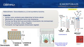03.1 Biología Celular -Citoesqueleto-3-8.pdf
