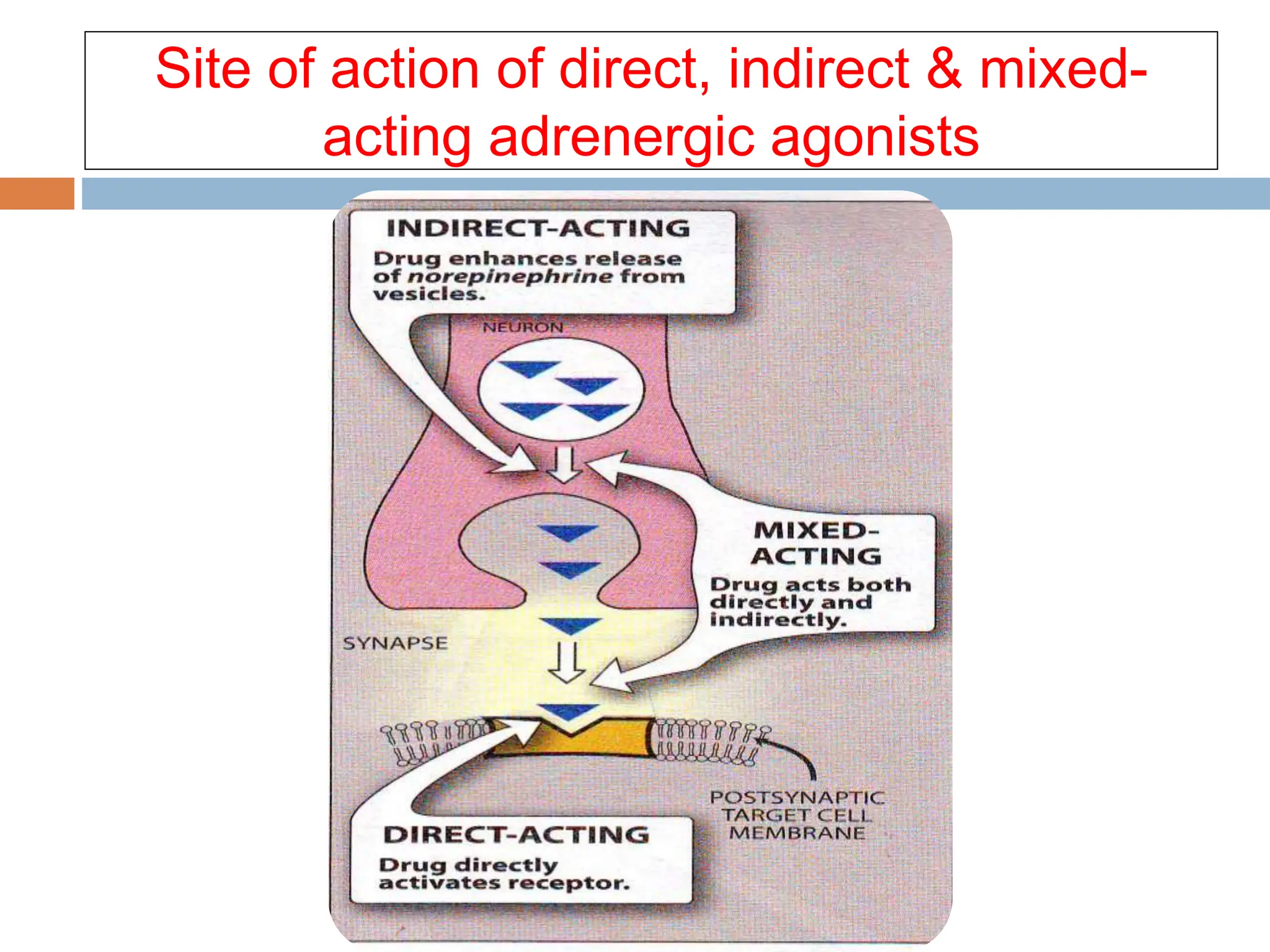 03. ADRENERGIC DRUGS.ppt03. ADRENERGIC DRUGS.ppt