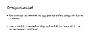 Scabies etiology, transmission, risk factors, clinical variants ...