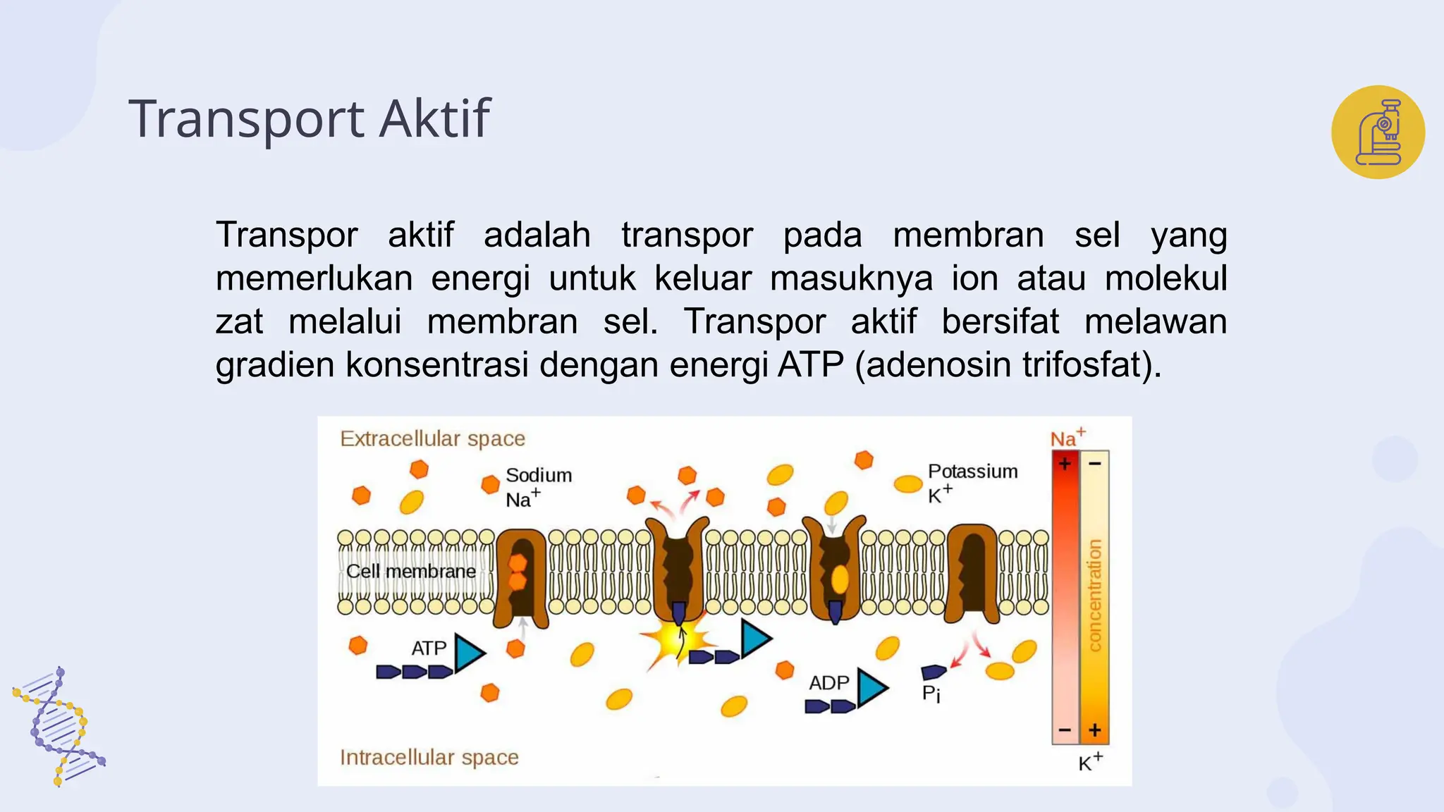 Transport Sel atau transport membran seluler | PPTX