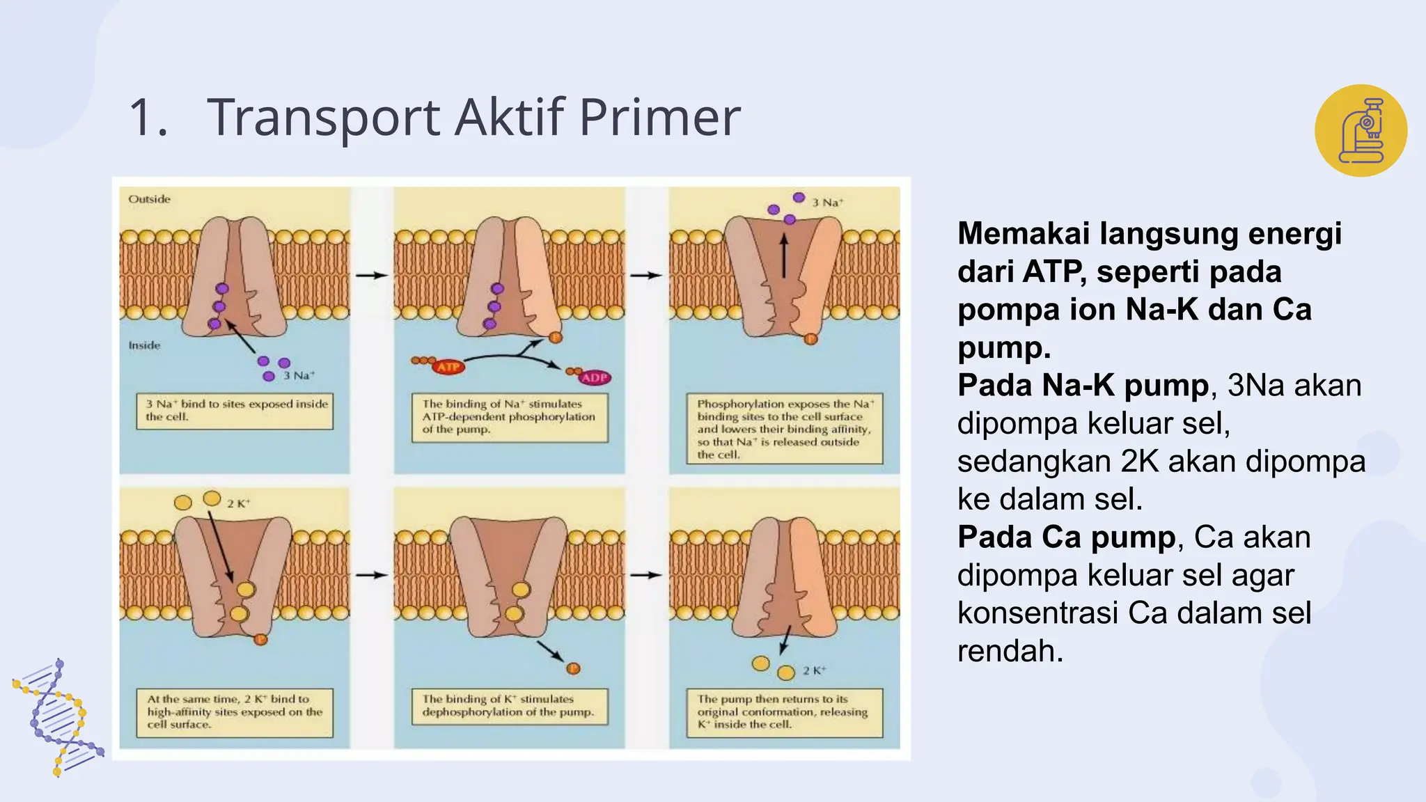 Transport Sel atau transport membran seluler | PPTX
