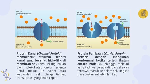 Transport Sel atau transport membran seluler | PPTX