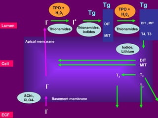 03. Antithyroid Drugs and management of thyroid storm.ppt