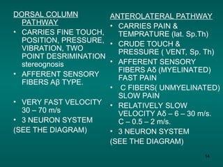 03.Lect-2 Sensory system-PSL-132-Dr.Zahoor.ppt