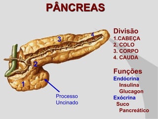 03 - Anatomia - Pâncreas, Fígado e Vesícula Biliar 2.pdf