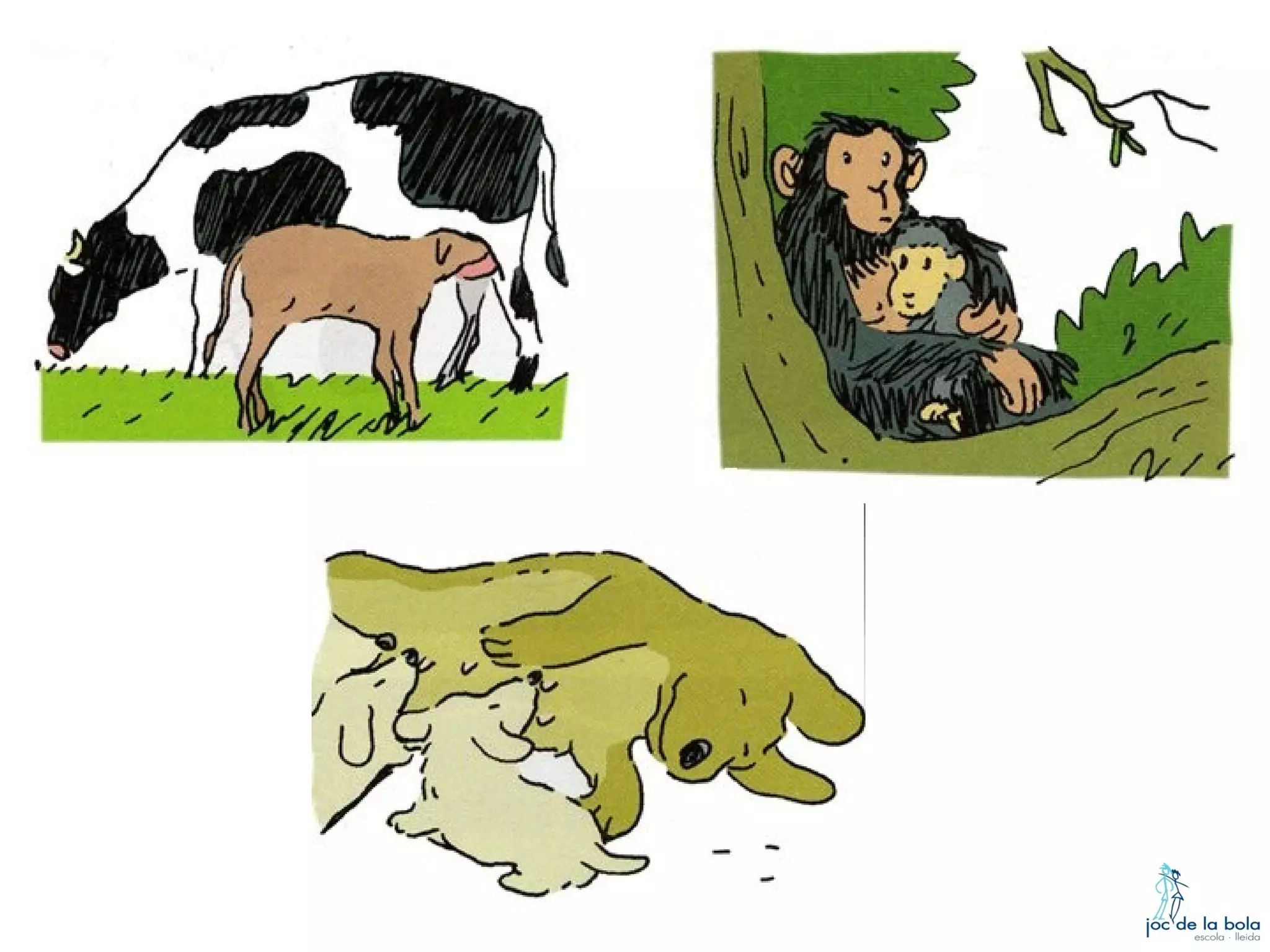 HOW ARE ANIMALS BORN? | PPS