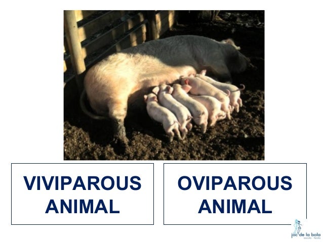 HOW ARE ANIMALS BORN?