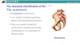 03- Arthrology Pdf Explaining joints in the human body | PPTX