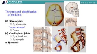 03- Arthrology Pdf Explaining joints in the human body | PPTX
