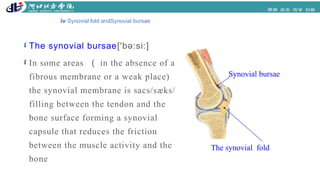 03- Arthrology Pdf Explaining joints in the human body | PPTX