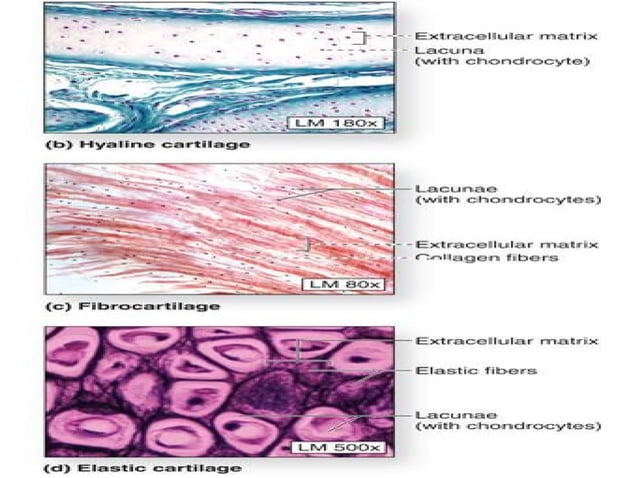 03 Cartilage And Bone Connective Tissue | PPT