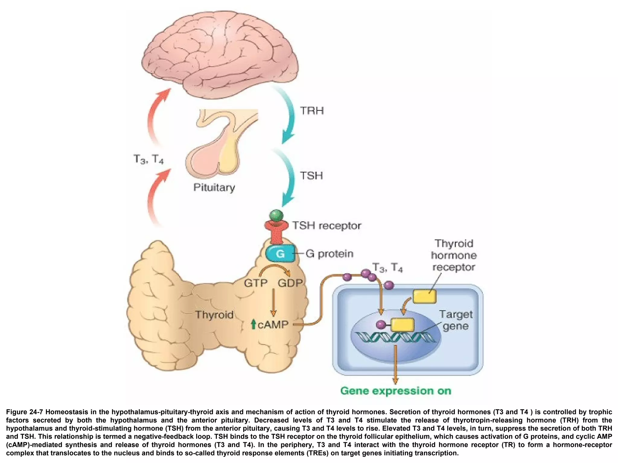 03 Cat. Sistema Endocrino I | PPT | Thyroid Disorders | Endocrine and ...