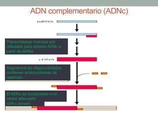 Clase 03 Tecnología del ADN Recombinante | PDF