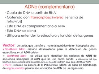 Clase 03 Tecnología del ADN Recombinante | PDF