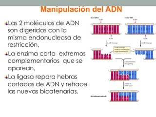 Clase 03 Tecnología del ADN Recombinante | PDF