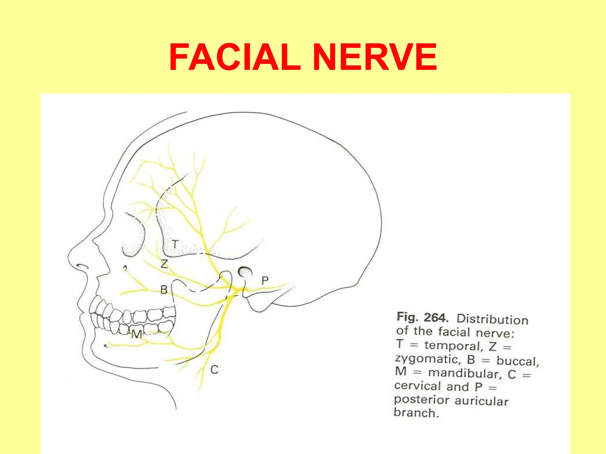 03-Clinical anatomy and related information of face (1).ppt
