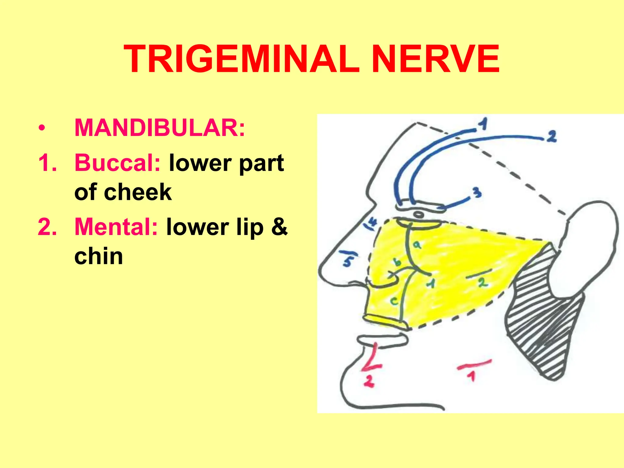 03-Clinical anatomy and related information of face (1).ppt