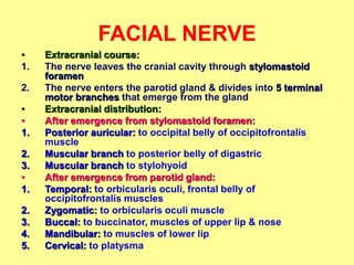 03-Clinical anatomy and related information of face (1).ppt