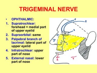 03-Clinical anatomy and related information of face (1).ppt