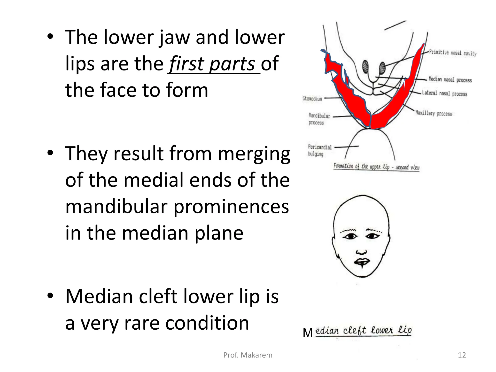 03-Development of face.pptx