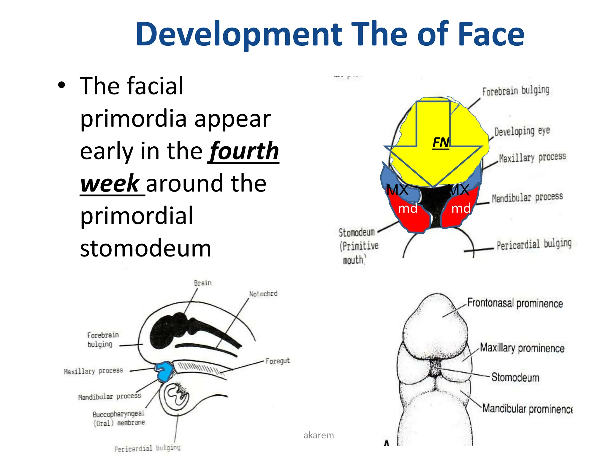 03-Development of face.pptx