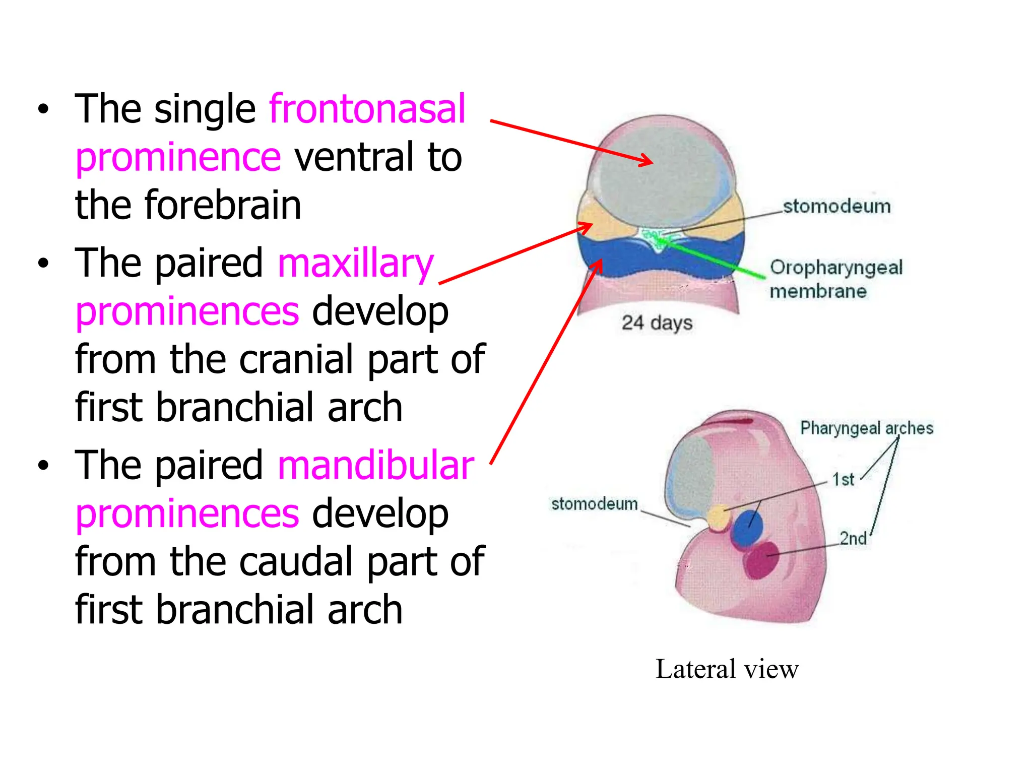03-Development of face.pptx