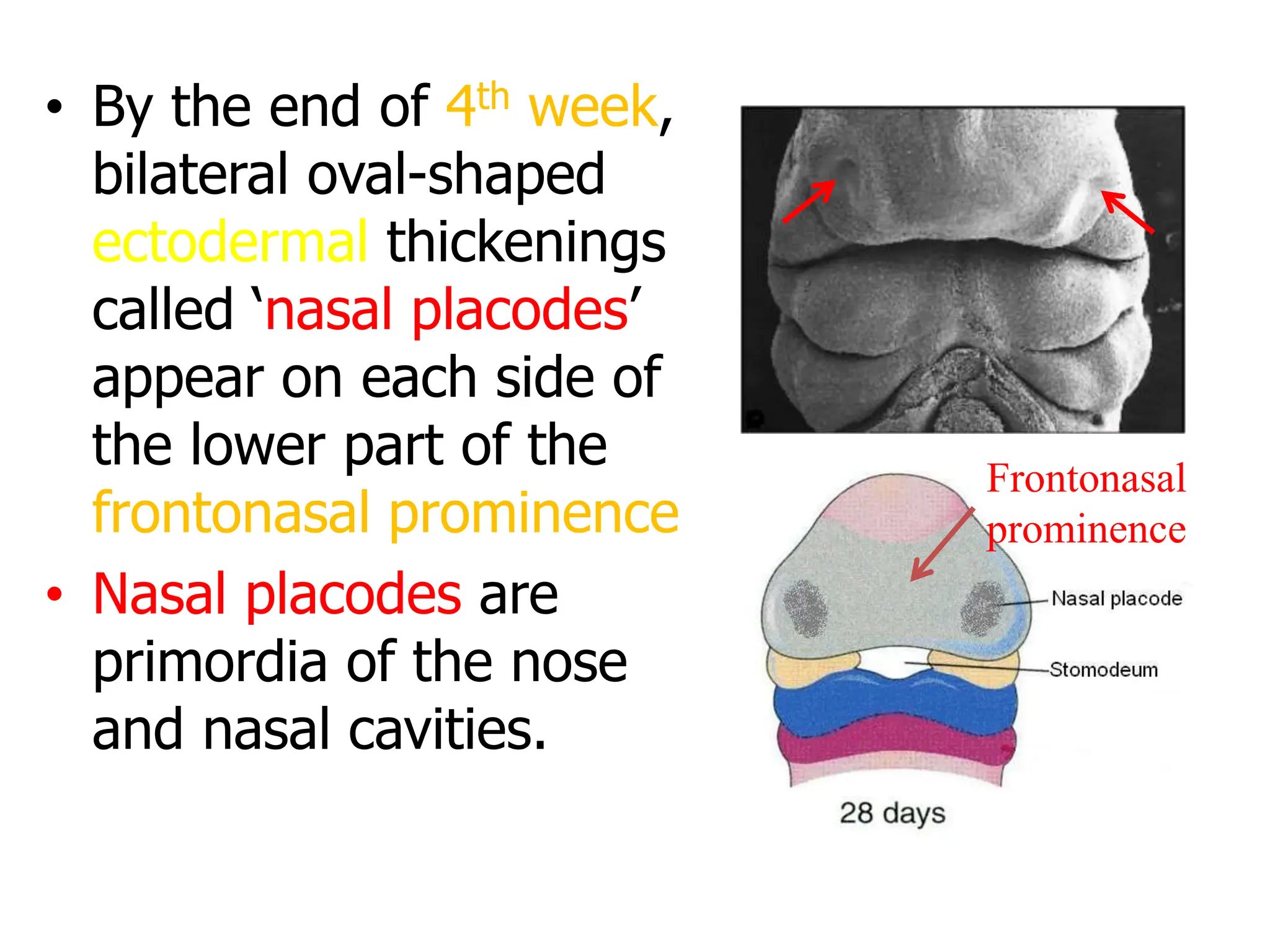 03-Development of face.pptx